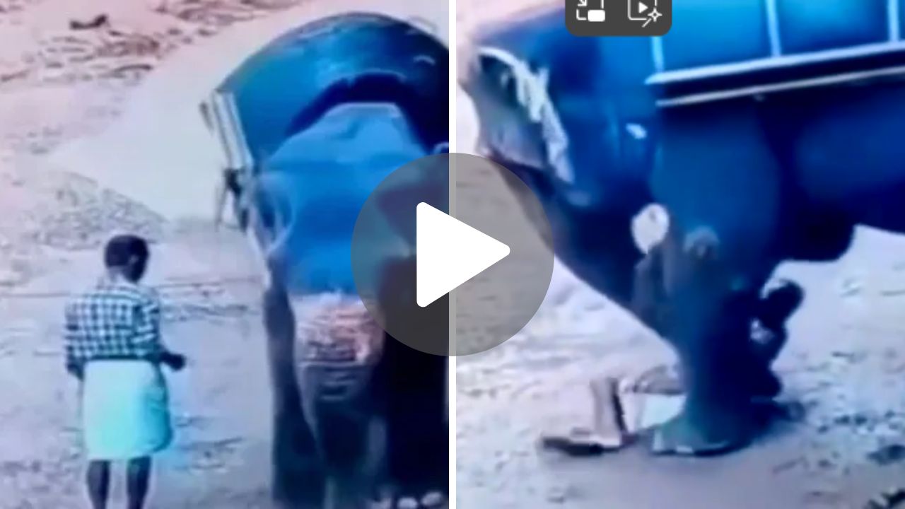 Video del elefante Instagram: este es el clip viral completo