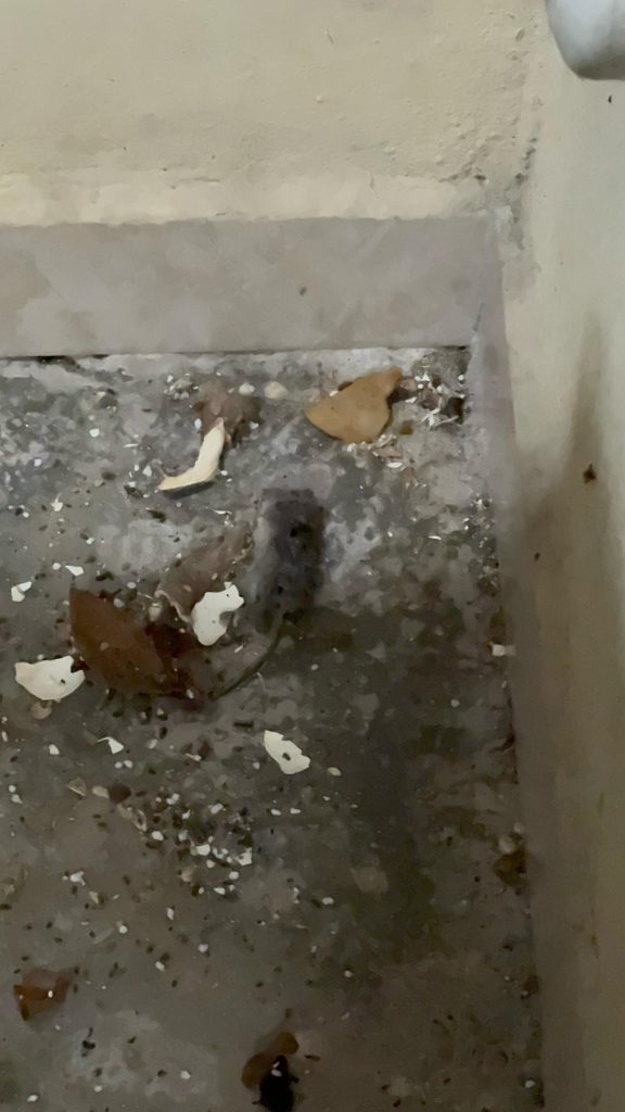 Cierran comedor por insalubre: encontraron hasta ratones muertos