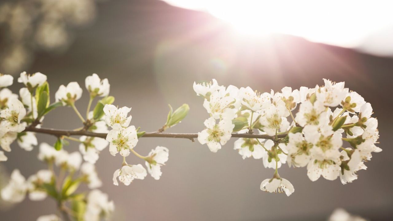 ¿A qué hora entra la primavera 2025?, qué día es y frases para compartir