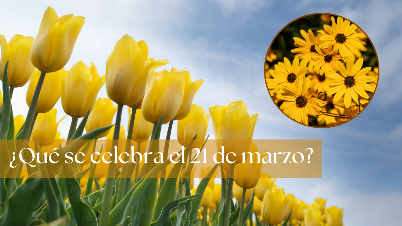Qué se celebra el 21 de marzo: flores amarillas origen de la tradición