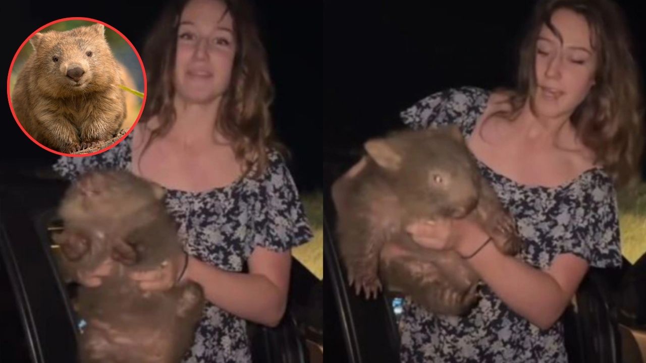Wombat Video: Influencer roba una cría wombat de su madre para hacer un ...