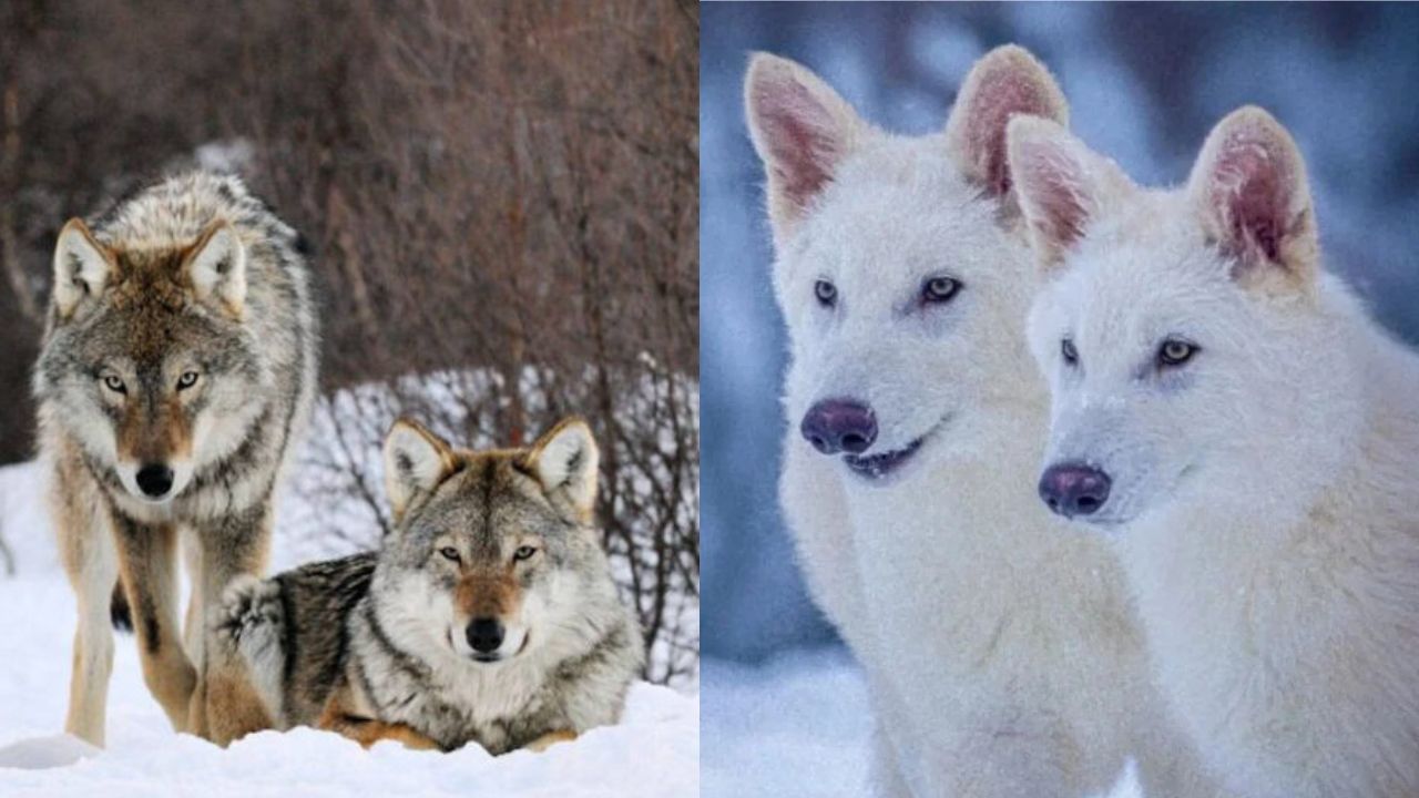 Lobo terrible vs lobo gris: ¿Cuál es la diferencia entre su tamaño normal?