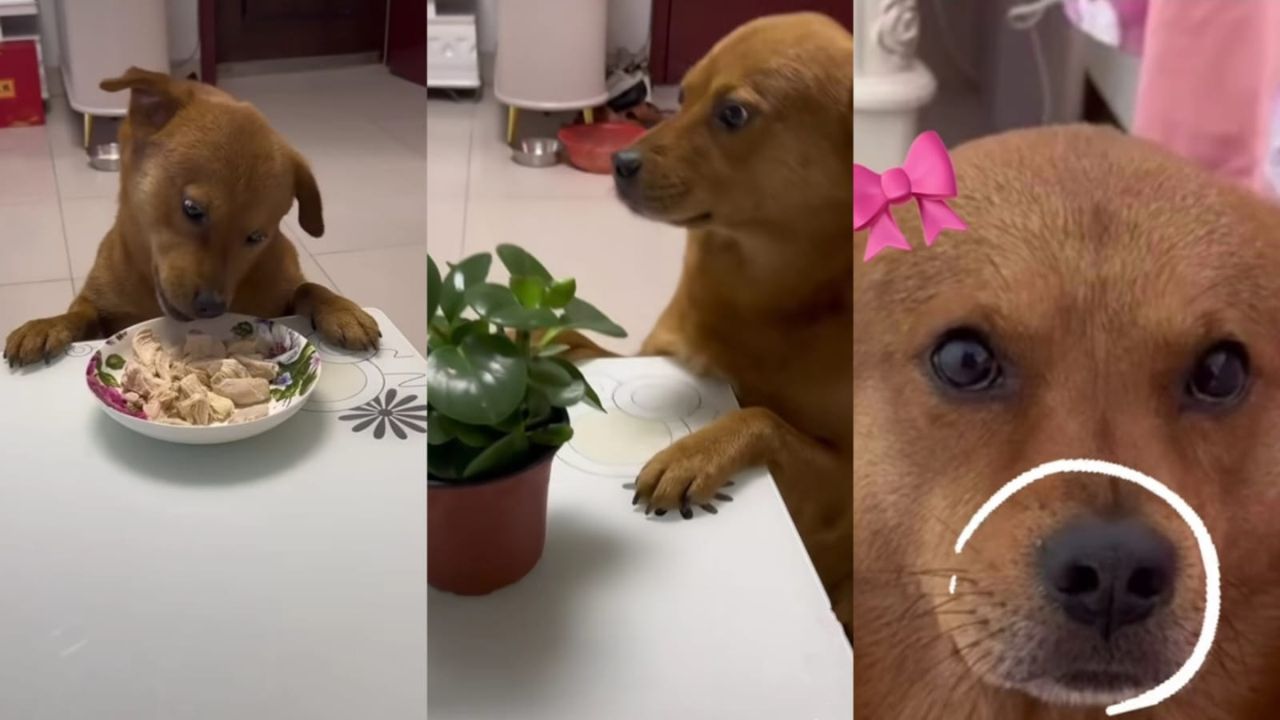 Xiaopang, el perrito famoso de internet que es culpable de todo