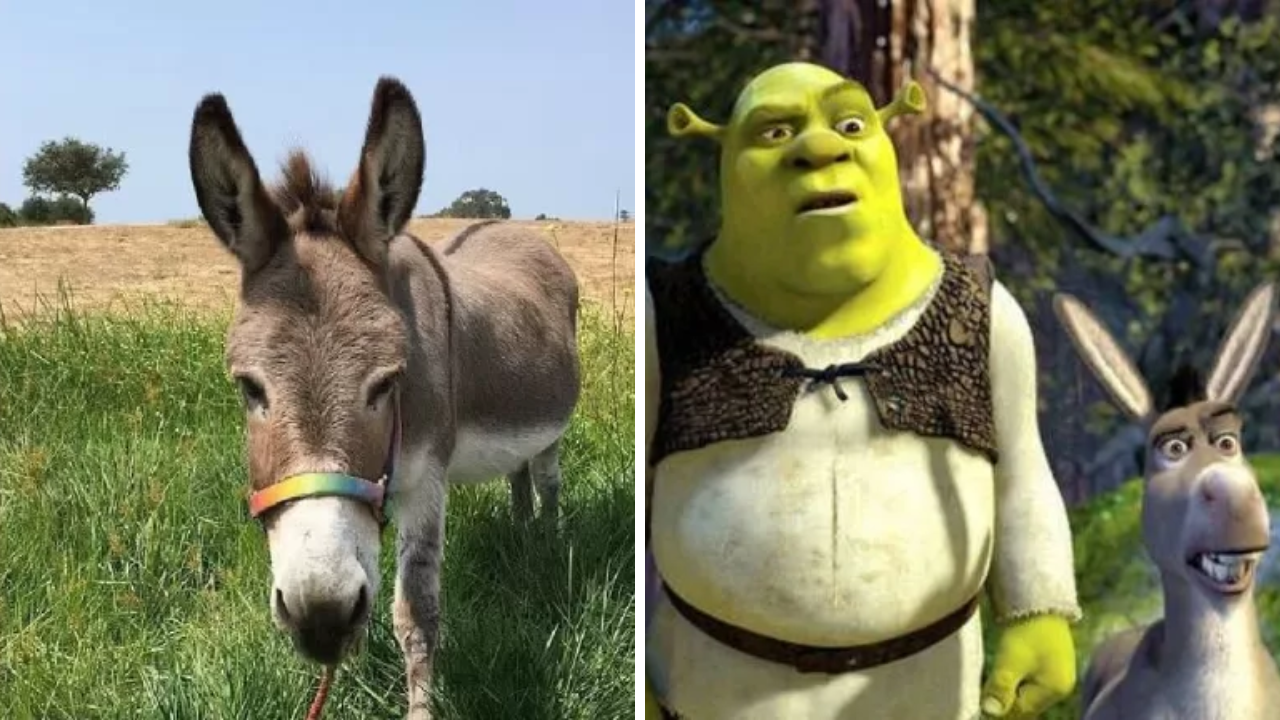 Fallece Perry, el burro que dio vida al personaje de Asno en 'Shrek'