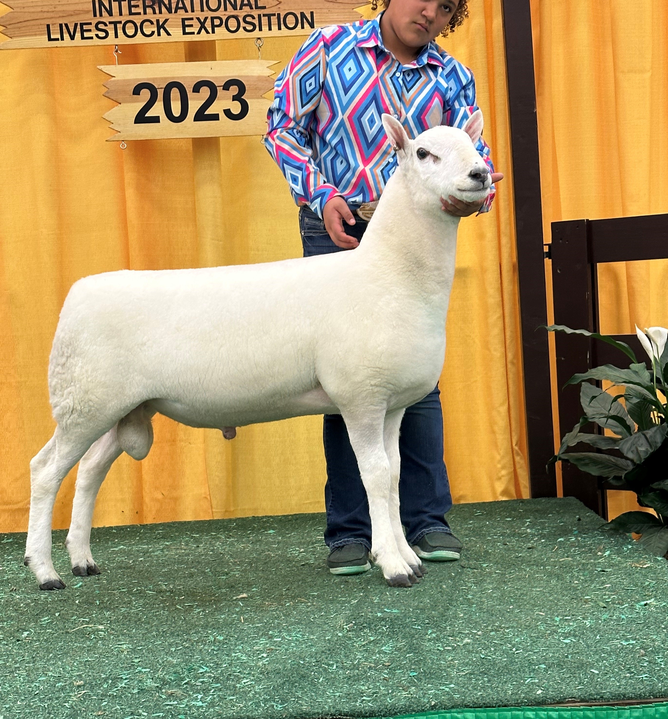Black Acre Cheviots Online Sale- Integrity Livestock Sales, LLC