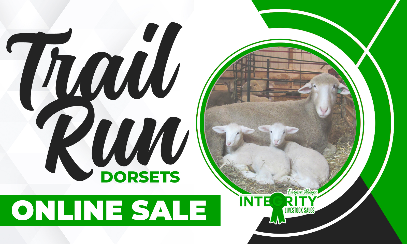 Trail Run Dorset’s 30th Anniversary Sale- Integrity Livestock Sales, LLC