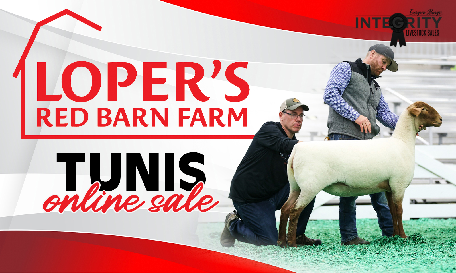 Red Barn Farm Online Tunis Sale 4/27/2025- Integrity Livestock Sales, LLC