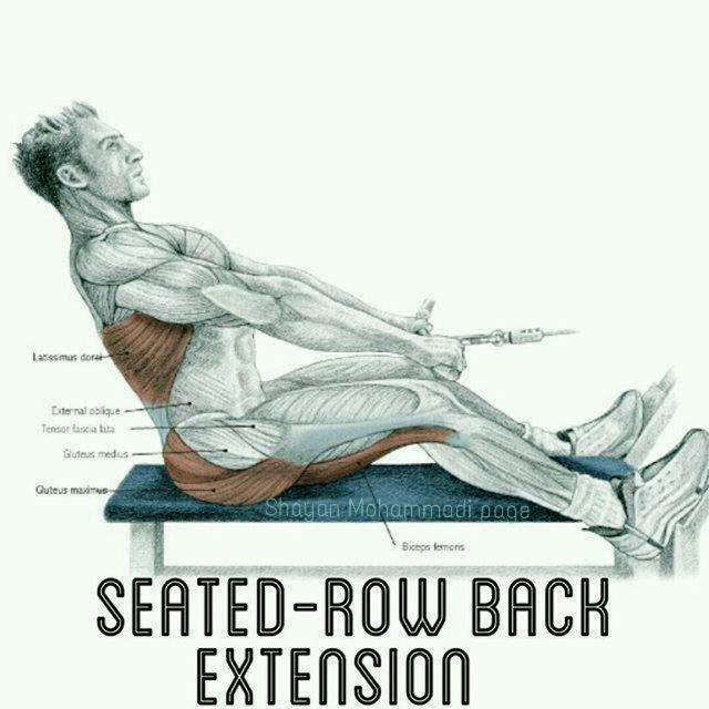 CM Seated Straight Arms Row Back Extension by Pavel B. - Exercise How ...