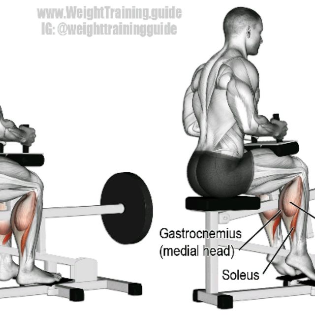 Sitting Calf Raises by Uncle Heiko S - Exercise How-to - Skimble