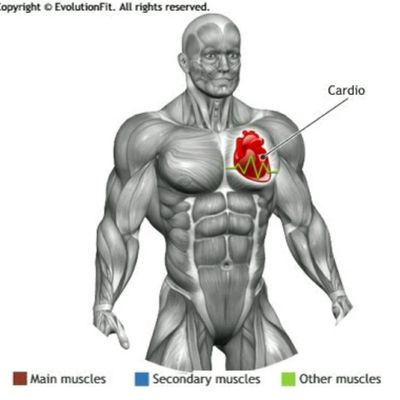 Lateral Cable Extensions - Exercise How-to - Workout Trainer by Skimble