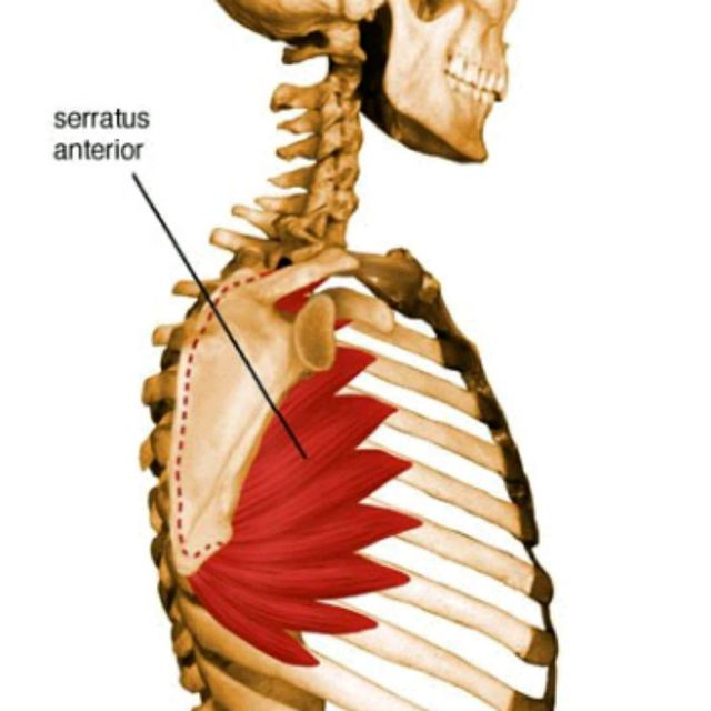 Serratus Anterior Foam Roll - Exercise How-to - Workout Trainer by Skimble