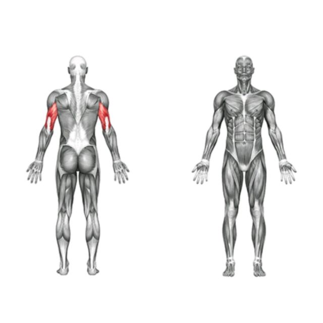 Triceps - Kick Back by Saranyapong T. - Exercise How-to - Skimble