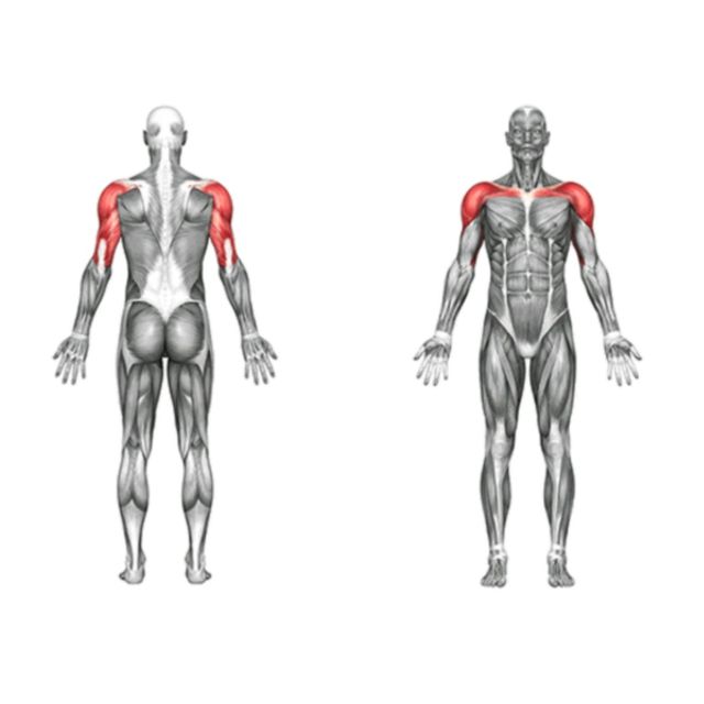 Shoulders - Seated Front Presses - Exercise How-to - Workout Trainer by ...