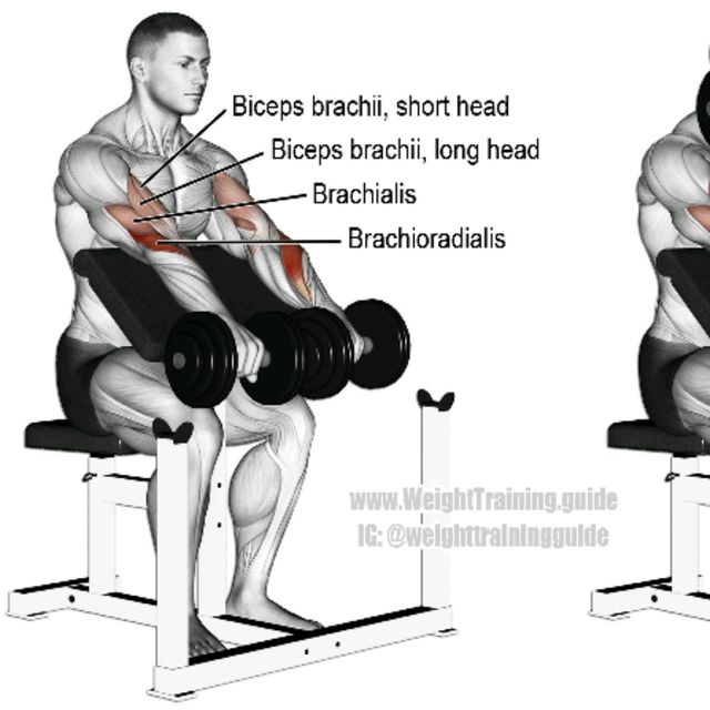 Preachers Curl by D Rodney - Exercise How-to - Skimble