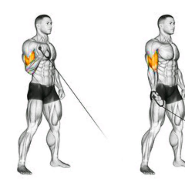 Cable Curl by Robster C - Exercise How-to - Skimble