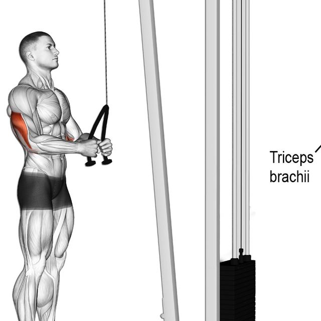 Rope Tricep Extension par Heath Nimke - Comment faire de l'exercice ...