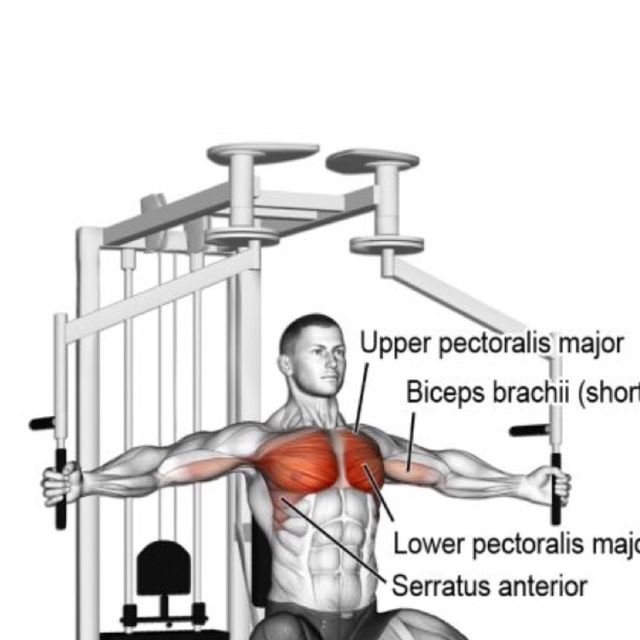 Pecs Sur Multi-station by Line L. - Comment faire de l'exercice - Skimble