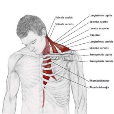 Neck Protraction Stretch - Exercise How-to - Workout Trainer by Skimble