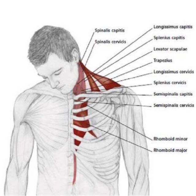 Left Diagonal Flexion Neck Stretch by Martin B. - Exercise How-to - Skimble