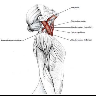 Right Diagonal Flexion Neck Stretch - Exercise How-to - Workout Trainer ...