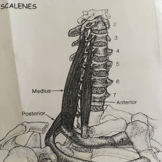 Scalenes - Exercise How-to - Workout Trainer by Skimble