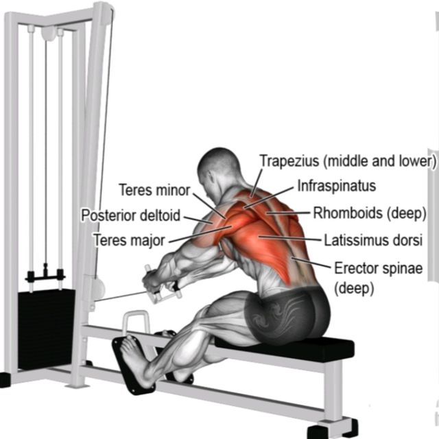 Double-row bar pulls (V-bar) - Exercise How-to - Workout Trainer by Skimble