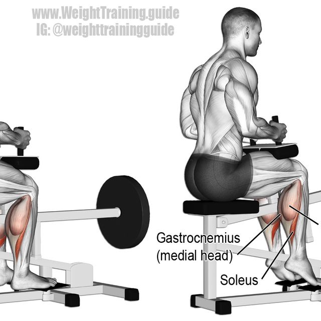 Seated Calve Raises by Jesus Perez - Exercise How-to - Skimble