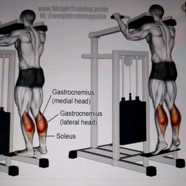 Standing Calf Raise - Exercise How-to - Workout Trainer by Skimble