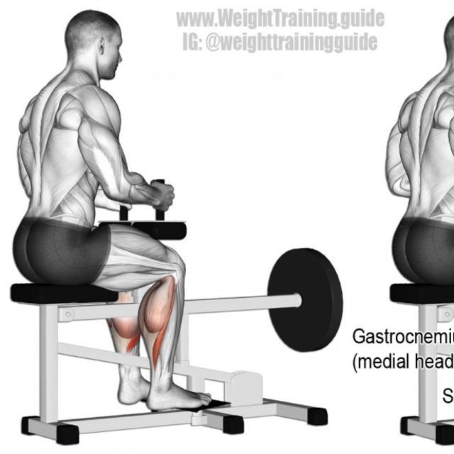 Seated Calf Raises by Peter D. - Exercise How-to - Skimble