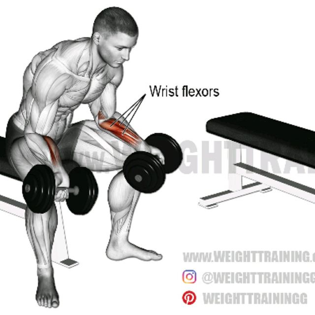 Dumbbell Right Wrist Curl - Exercise How-to - Workout Trainer by Skimble