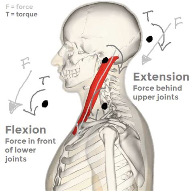 Bodyweight Neck Flexion With Rotaion by John Wu - Exercise How-to - Skimble