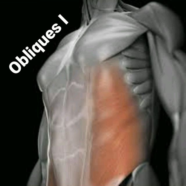 ️LOVE HANDLES ️ Obliques I 🐺Team Wolverine🐺 - Free Ab & Core Workout by ...