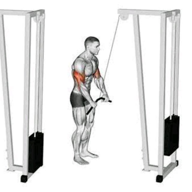Tricep Pushdown by Abdi Ahmed - Exercise How-to - Skimble