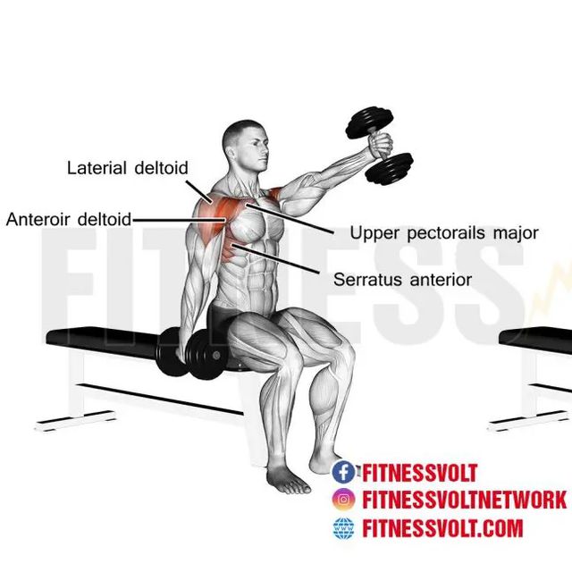 Seated Alternate Dumbbell Front Raises by Elizabeth Helmick - Exercise ...
