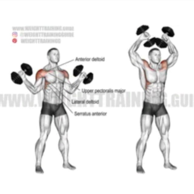 W DELT PRESS by 𝔻𝕖𝕤𝕖𝕣𝕥 𝔽𝕠𝕩🦊 🌟 - Exercise How-to - Skimble