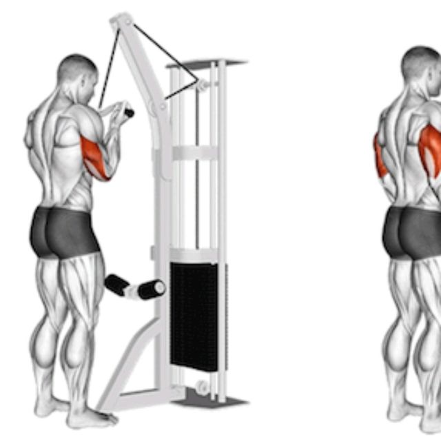 Underhand Grip Tricep Pulldown by Richard Terry Jr - Exercise How-to ...