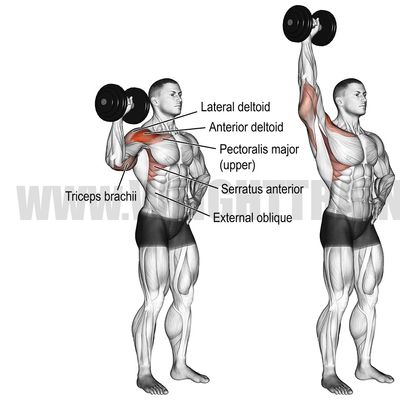 Dumbbell Drop Squats - Exercise How-to - Workout Trainer by Skimble