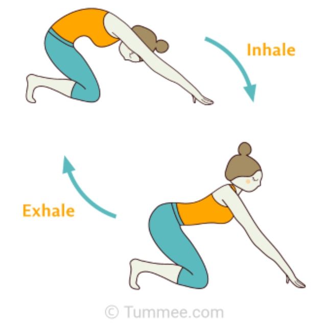 Kneeling Rocket To Cat Cow Flow by 𝔻𝕖𝕤𝕖𝕣𝕥 𝔽𝕠𝕩🦊 🌟 - Exercise How-to ...