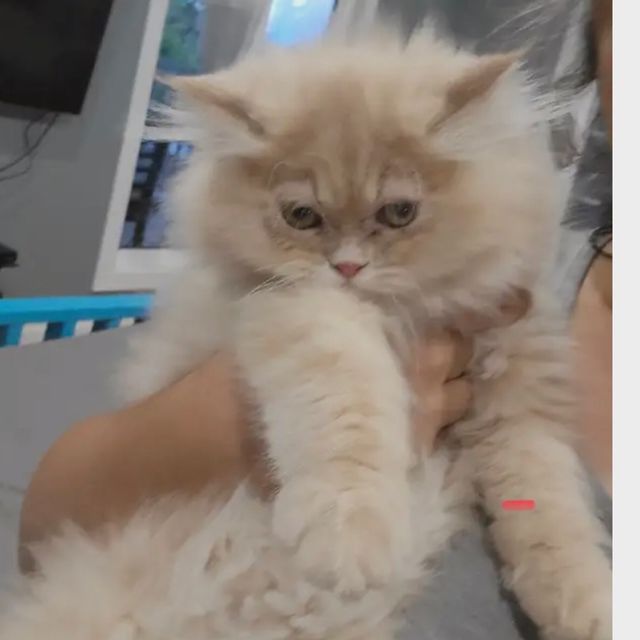 Extreme Plank Pyramid Challenge - Intense Workout by Melissa L. - Skimble