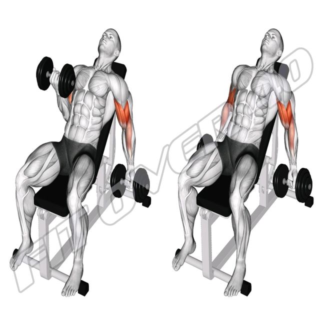 Dumbbell Incline Biceps Curl by Ftf40 Jan - Exercise How-to - Skimble