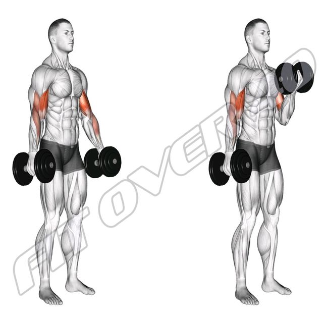 Dumbbell Alternate Biceps Curl by Ftf40 Jan - Exercise How-to - Skimble