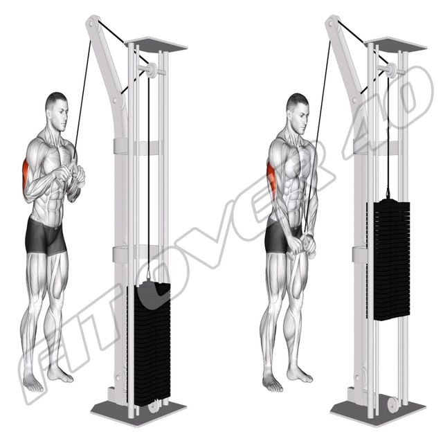 Cable Triceps Pushdown by Ftf40 Jan - Exercise How-to - Skimble