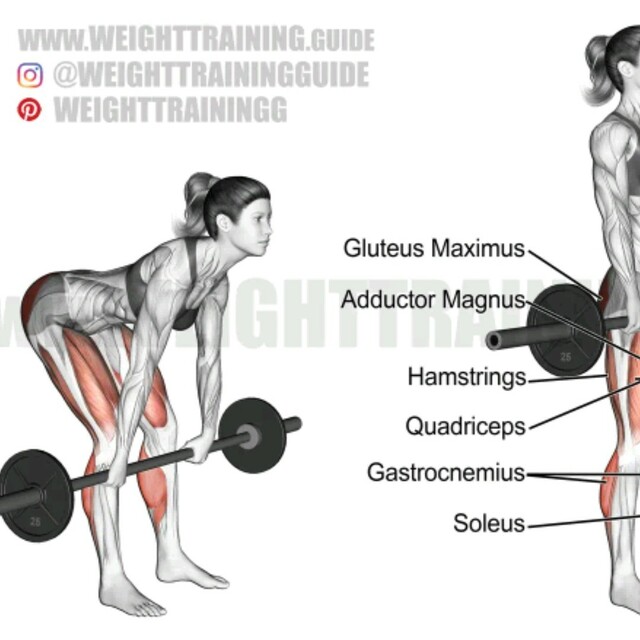 Barbell Romanian Dead Lift (RDL) by Agnieszka K. - Exercise How-to ...