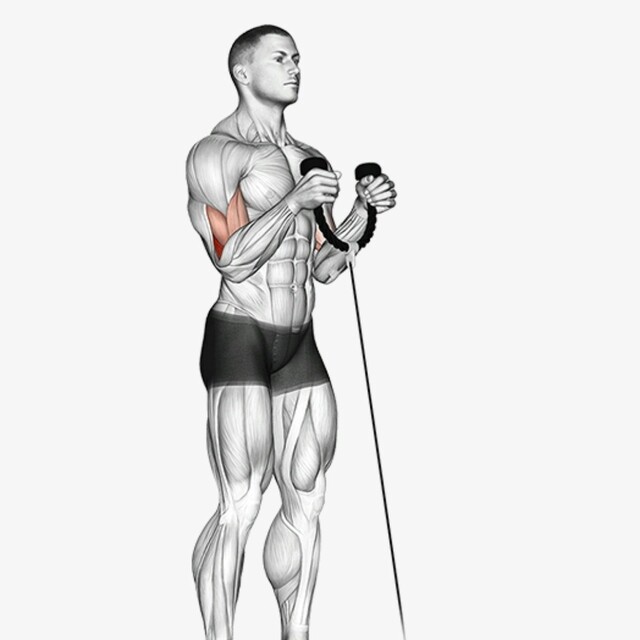 Rope Bicep Curls by Andrew Spear - Exercise How-to - Skimble