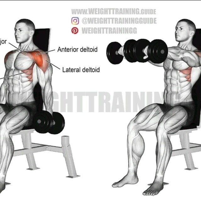 Seated Dumbbell Front Shoulder Raise por Kc H. - Ejercicio Cómo hacerlo ...
