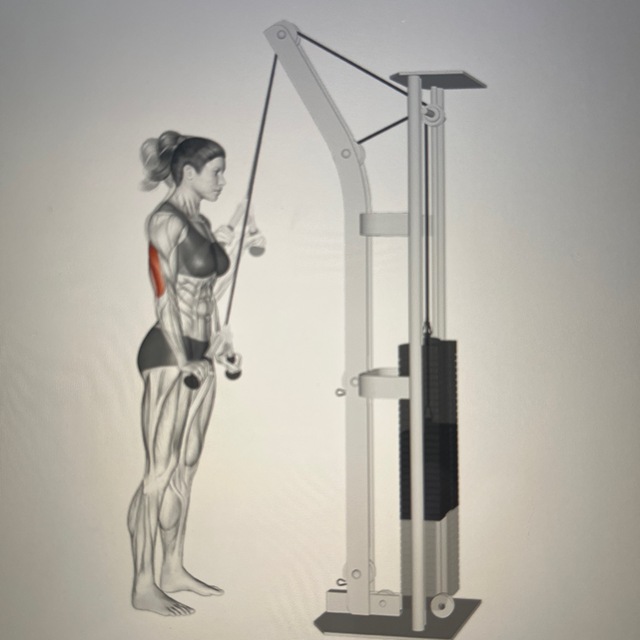 Tricep Push Down by Stacey S. - Exercise How-to - Skimble