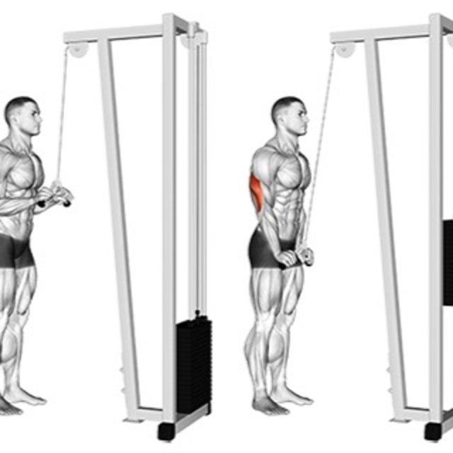Cable V Bar Tricep Pushdowns by Tyler Myette - Exercise How-to - Skimble