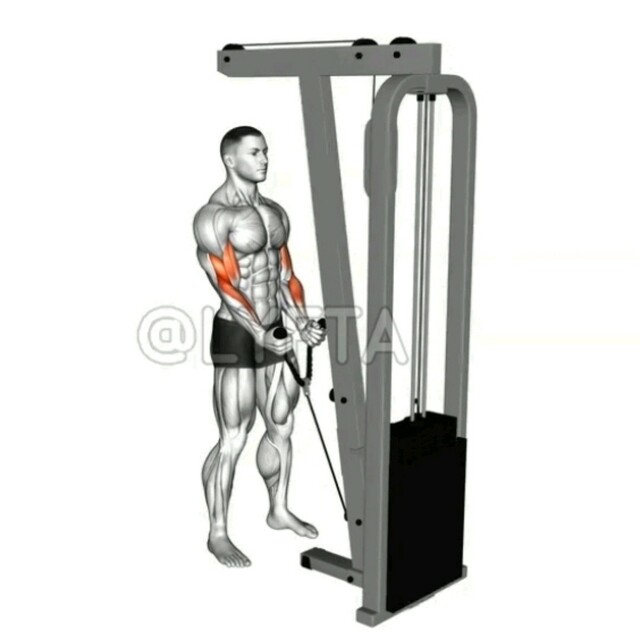 Hammer Curls (Rope) by Kendall Moore - Exercise How-to - Skimble