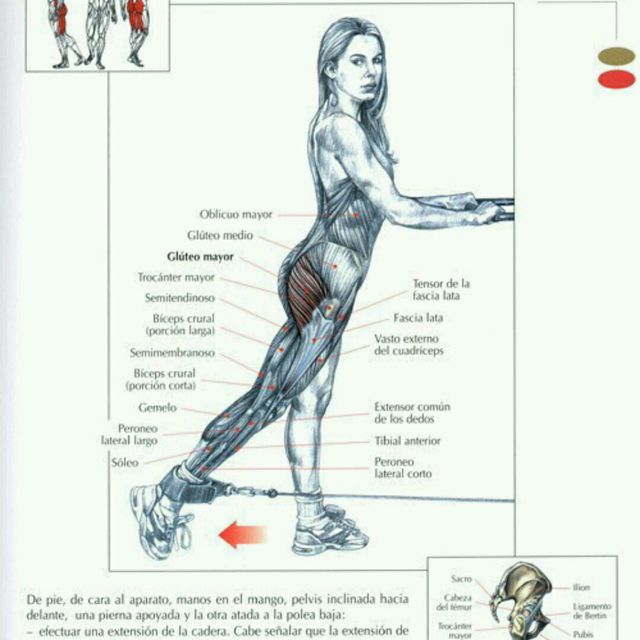 Extensión de Cadera En Polea Baja by Juan Diego F. - Ejercicio Cómo ...