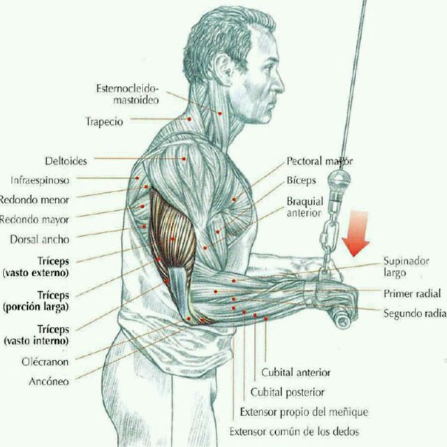 Extensiones de Tríceps en polea alta by Juan Diego F. - Ejercicio Cómo ...